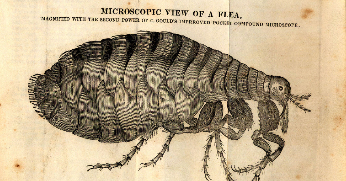 E.T.A. Hoffmanns "Meister Floh" – Termine – Deutsches Romantik-Museum